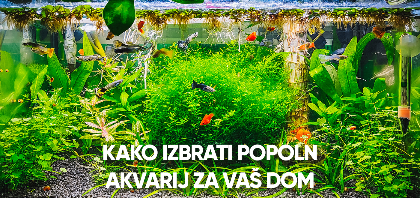 Kako izbrati popoln akvarij za vaš dom